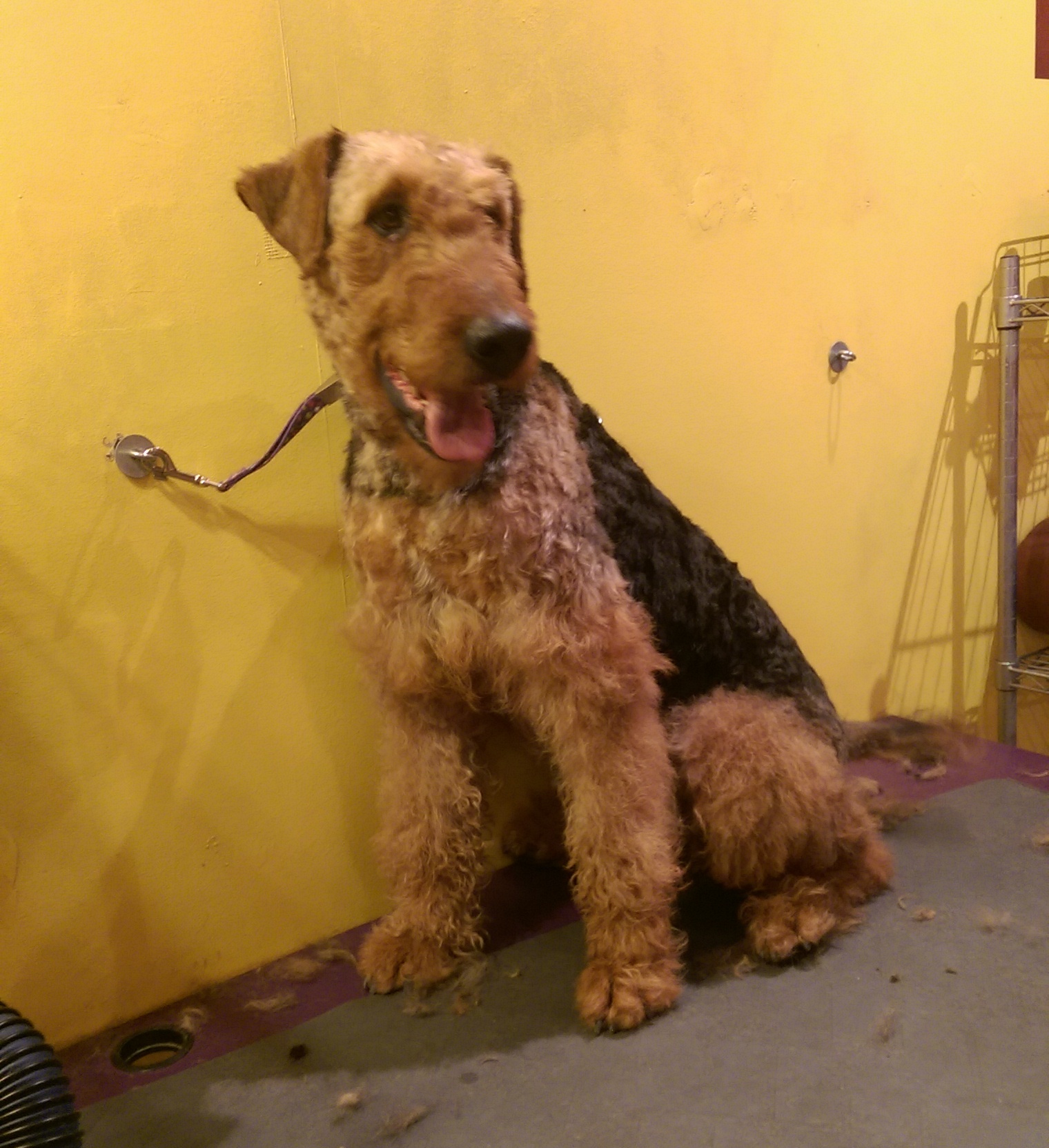 Curly | Southwest Airedale Terrier Rescue
