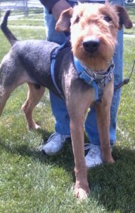 Stache – Utah – ADOPTED | Southwest Airedale Terrier Rescue