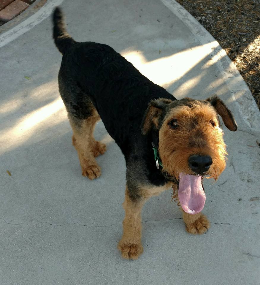 Polly | Southwest Airedale Terrier Rescue