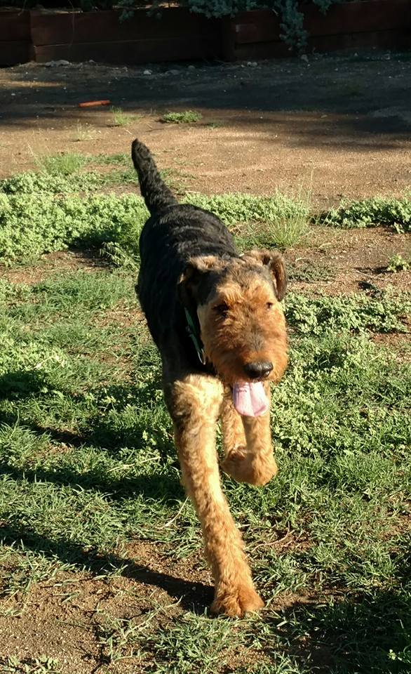 Polly | Southwest Airedale Terrier Rescue