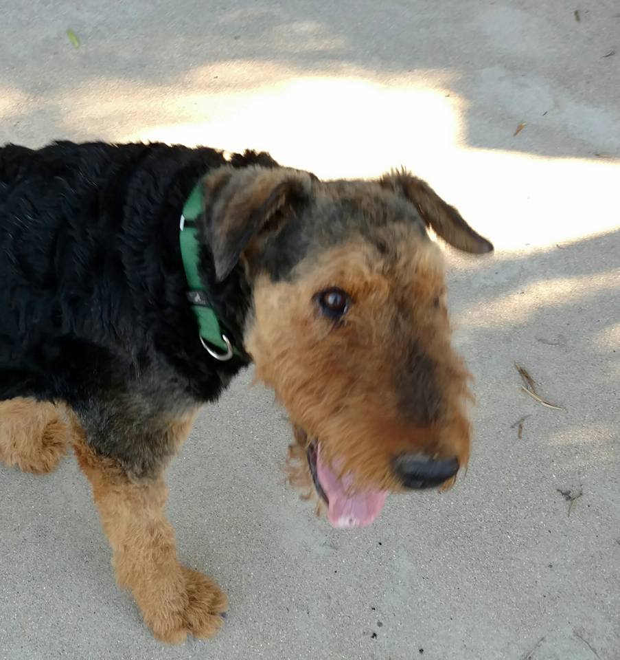 Polly | Southwest Airedale Terrier Rescue