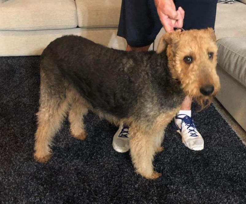 DARBY – AZ – ADOPTED | Southwest Airedale Terrier Rescue