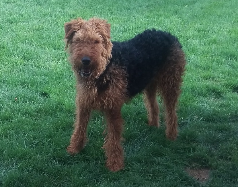 MURPHY – UT – adopted | Southwest Airedale Terrier Rescue