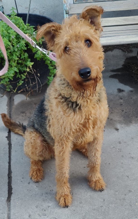 Benny – Utah ADOPTED | Southwest Airedale Terrier Rescue
