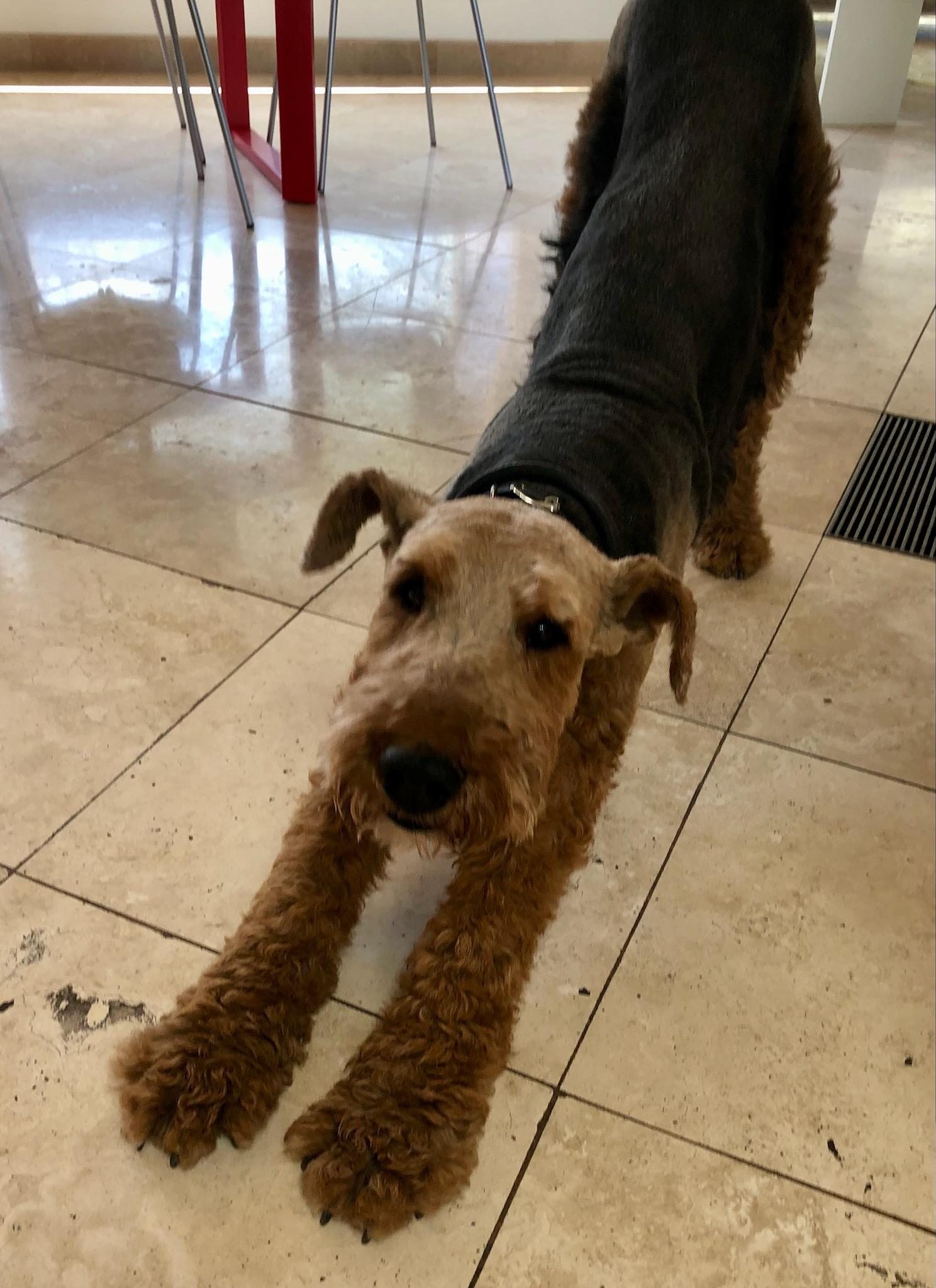 Hugo (Metro Phoenix, Arizona) FOSTERED | Southwest Airedale Terrier Rescue