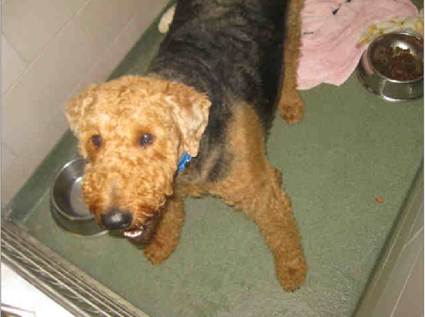 Winnie ADOPTED | Southwest Airedale Terrier Rescue