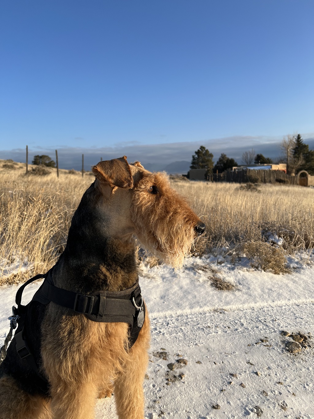 19TH ANNUAL CHRISTMAS AIREDALE WALK | Southwest Airedale Terrier Rescue