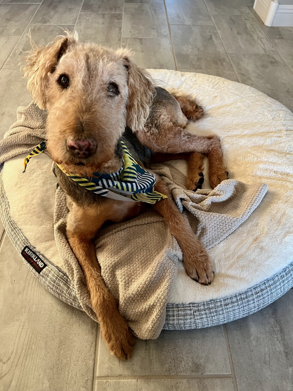 Molly – New Mexico – ADOPTED | Southwest Airedale Terrier Rescue