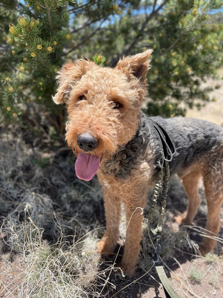 “Dale” in Springerville, AZ – ADOPTED | Southwest Airedale Terrier Rescue
