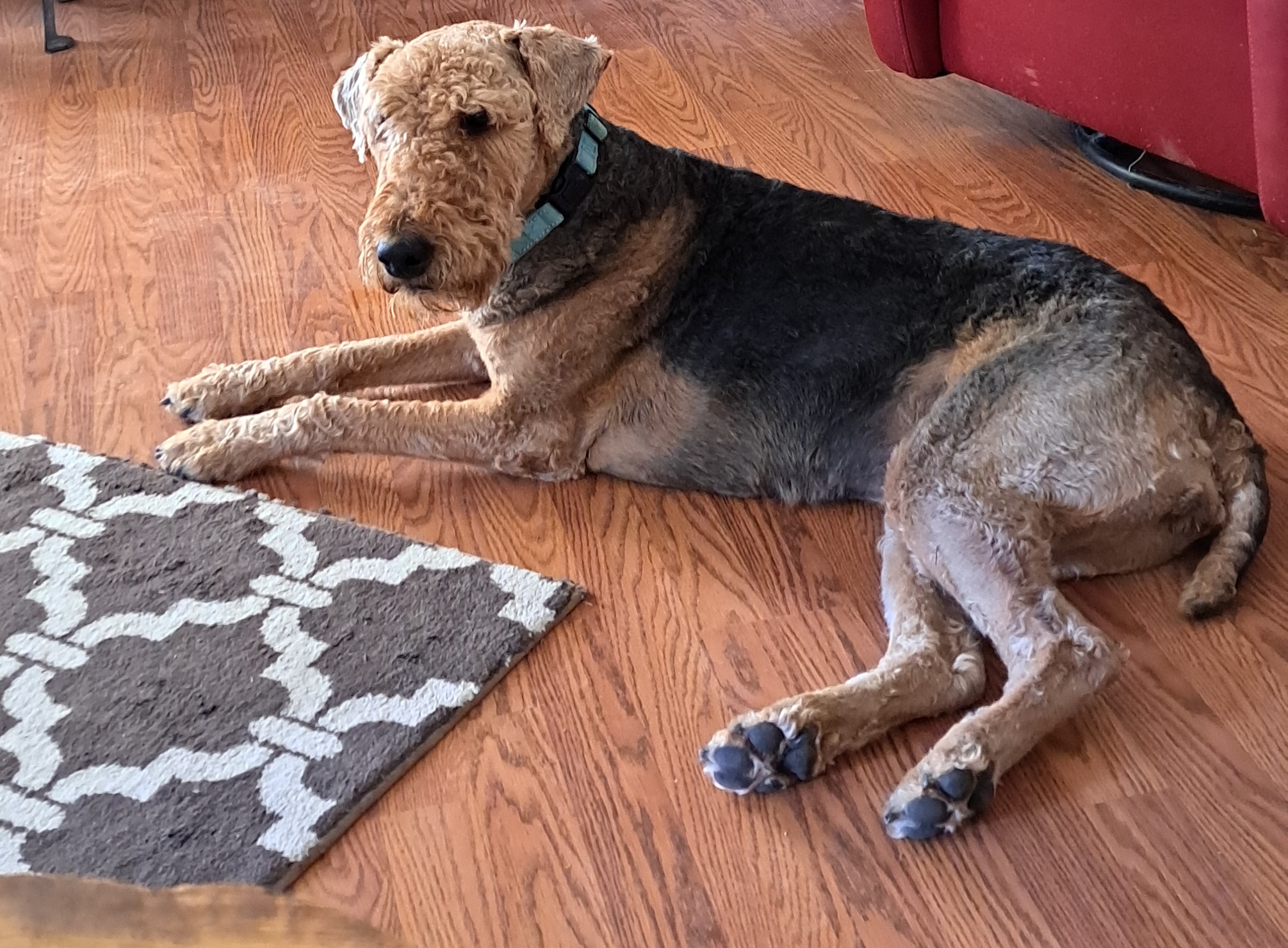 Ginger – New Mexico – ADOPTED | Southwest Airedale Terrier Rescue